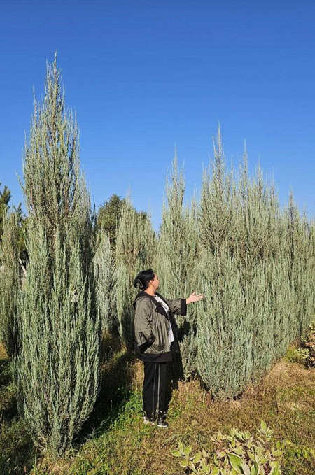 продаются Скайрокеты, Juniperus Skayroket