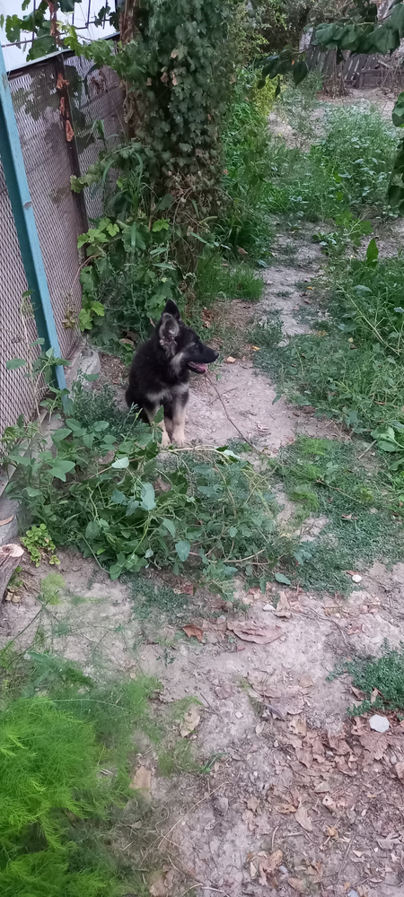 Немецкие овчарки