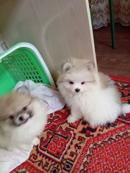 Срочно продаются Памеранские Шпицы