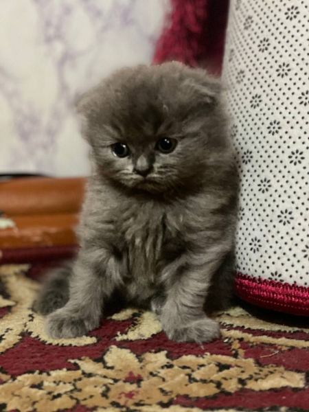 Котята Британские