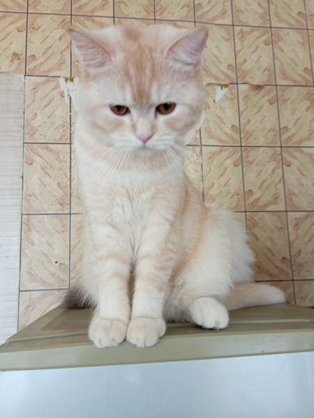 Шотландский котик 10 мес.