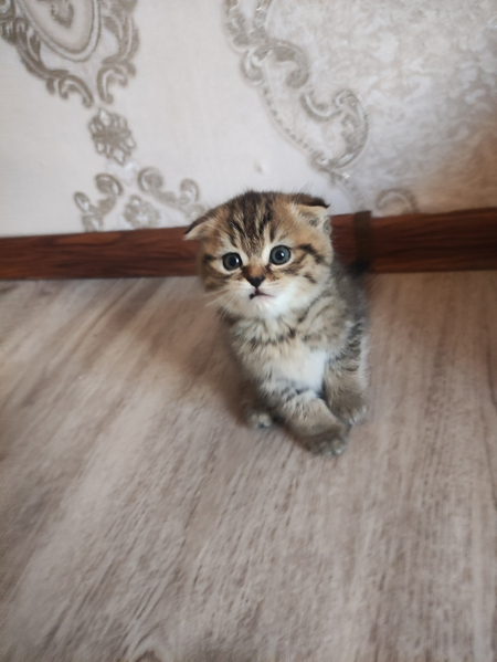 Шотландские котята Фолд и страйт