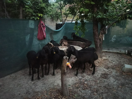 Qurbonliga qozi qochqorla