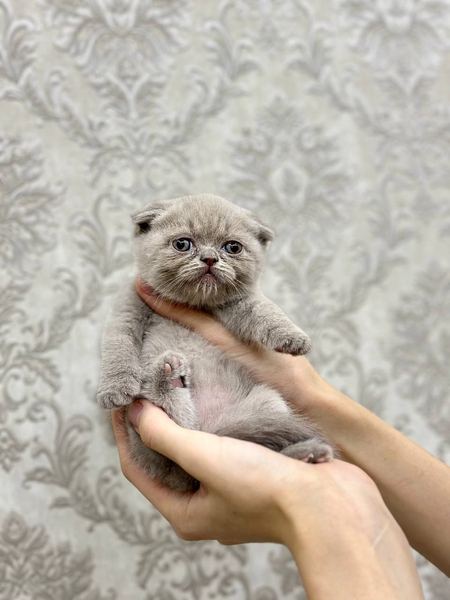Продаются шикарные котята