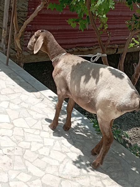 Moda barra sotiladi