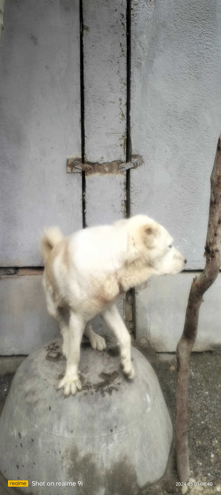 Алабай 1,5 год ФЕРГАНА