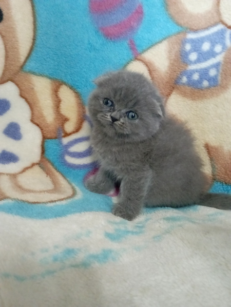 Продаются шикарные котята.