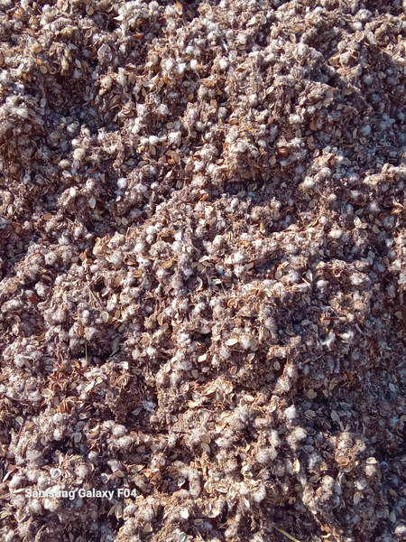 Chanoq. paxtali.