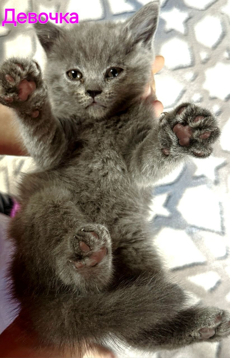 Скотиш фолд и страйт