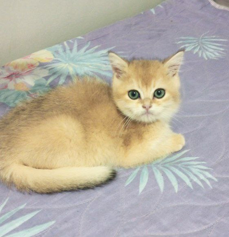Продаю британских золотых котят