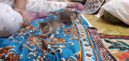 Самые малые котятки в мире! Мама котят потерялись! Жалейте бедных! Бес
