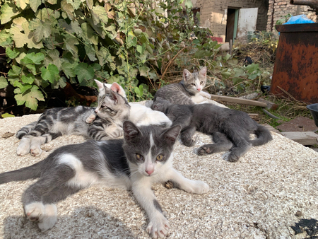 Котята, 1,5 месяца