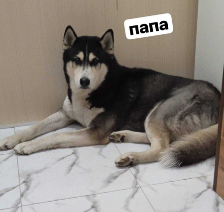 Продается алиментный ЩЕНОК ХАСКИ