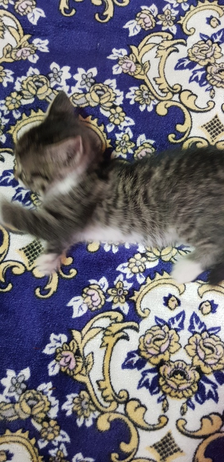 Мушук боласи скотиш фольд +