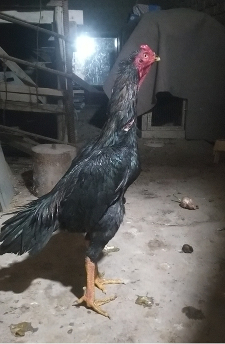 Xoroz sotiladi Turkga Karea