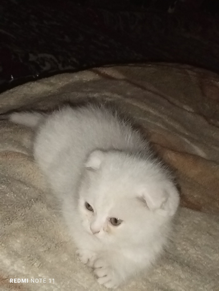 Кошка 2 месяца. Продается.