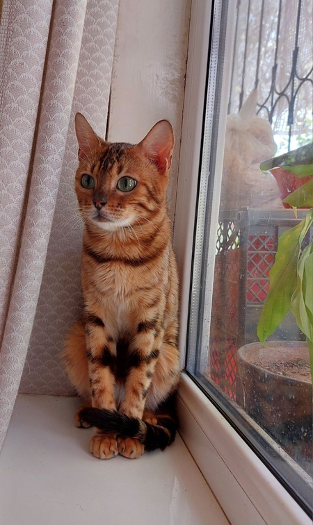 Бенгальская кошка