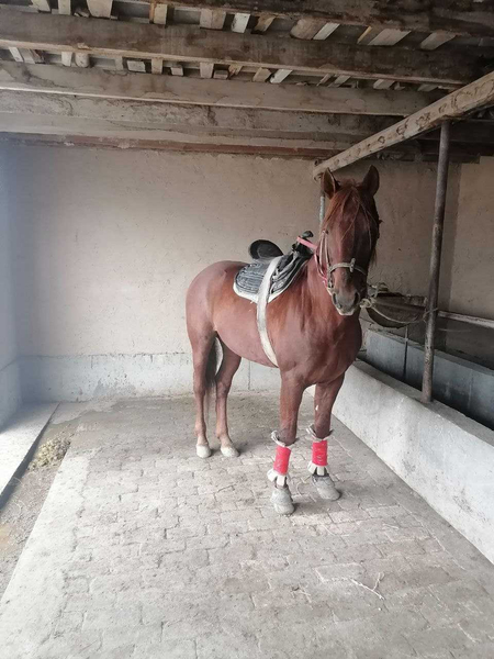 Ot sotiladi tezda