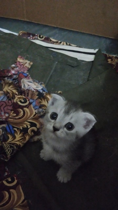 Шотландские вислоухие котята
