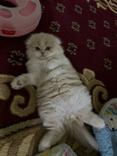 Scottish fold erkak sotiladi