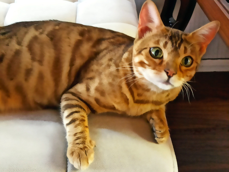 Бенгальская кошка
