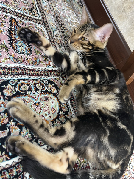 Бенгалская  кошка
