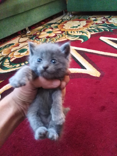 British shorthair