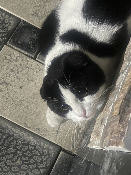 Шотландский кот в добрые руки