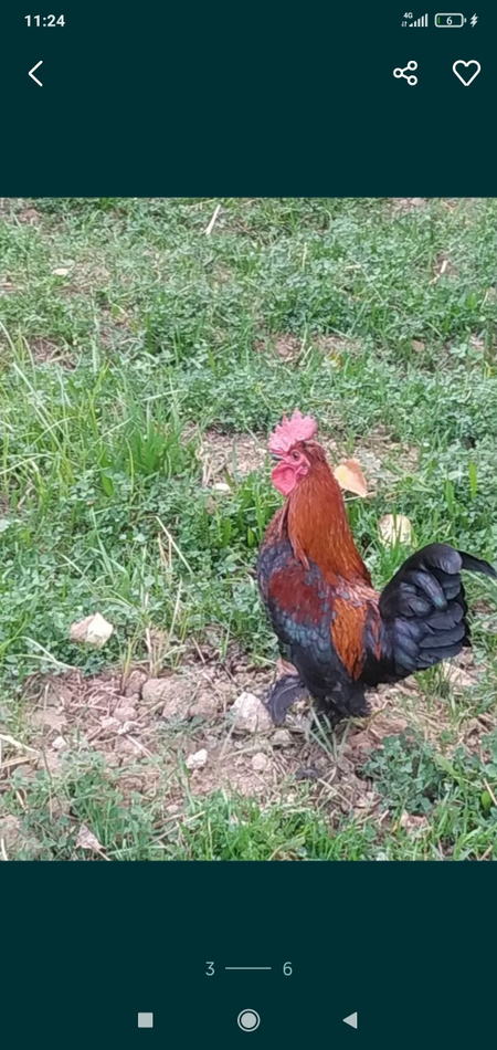Yapon xóroz sotiladiii