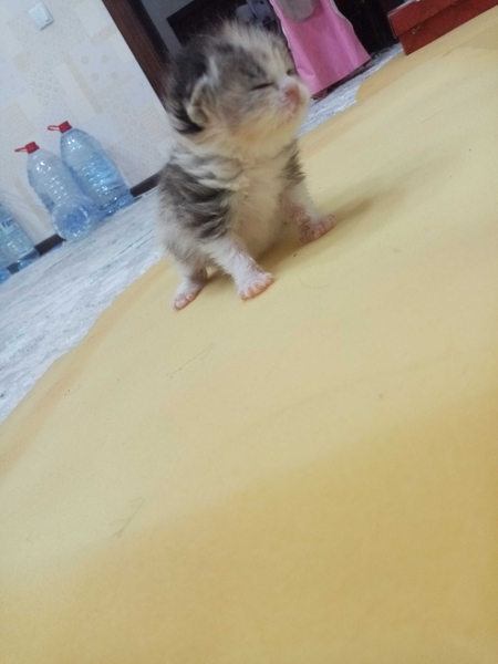 Mushukcha sotiladi