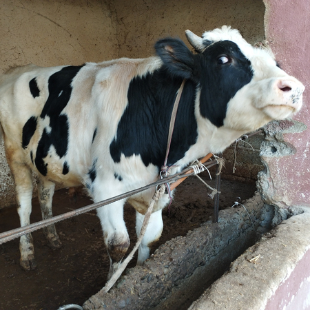 Goleshteyn zotli