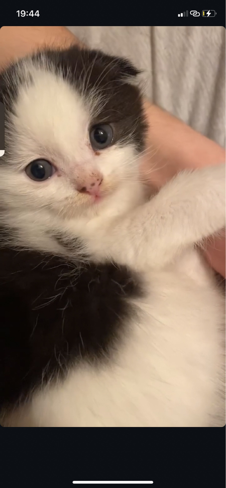 Котёнок скотиш фолд