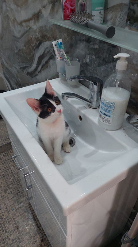 Котёнок девочка. Очень ласковая