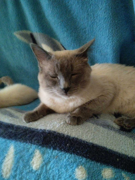 сиамские котята,с окрасом поинт колор