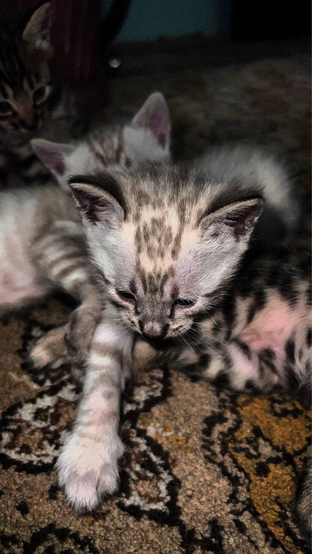 Бенгал котята . Bengal mushukchalari