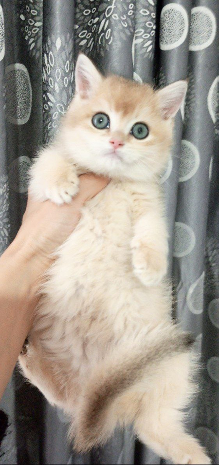 Продаю британских золотых котят