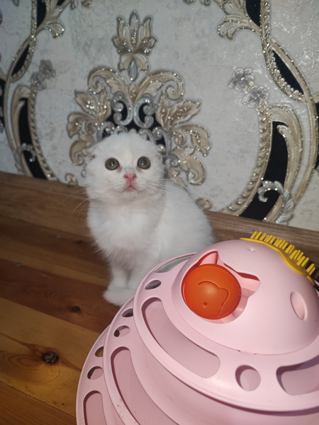 Продаётся элитный вислоухий мальчик