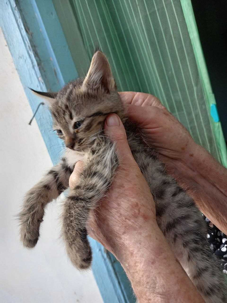Отдам котят в добрые руки