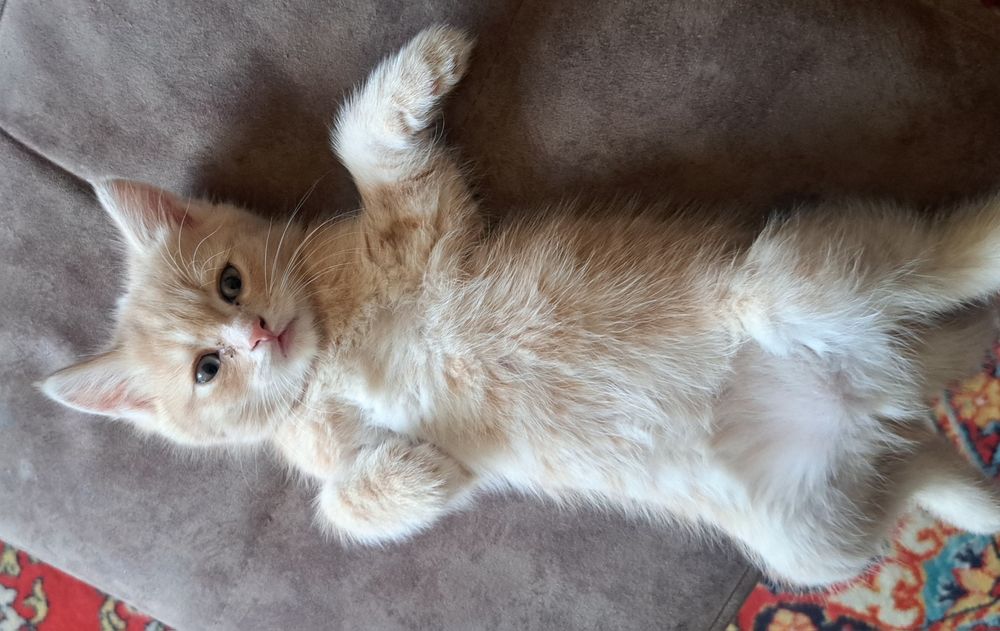 Шотландская прямоухая кошка