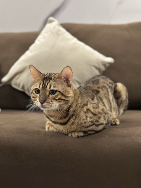 бенгальская кот 1.5год Мужик