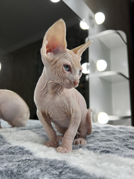 Котёнок сфинкс