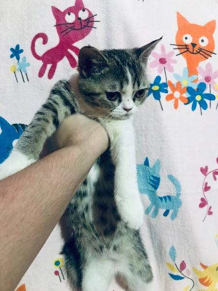 Скоттиш страйт кизча окрас вискас.