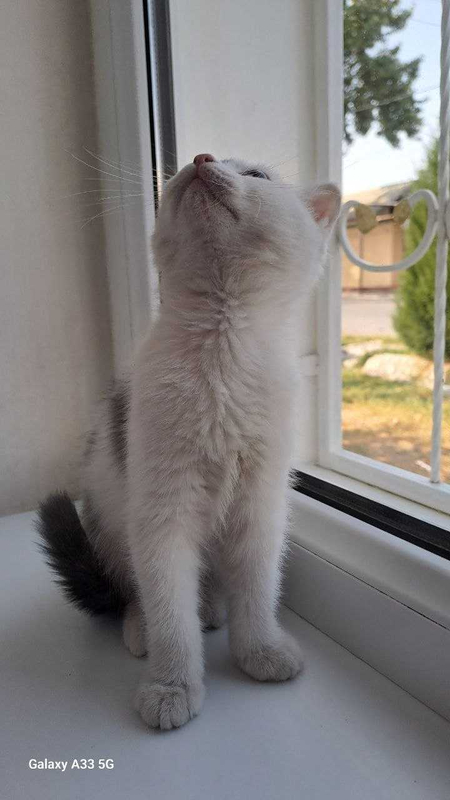 Продаются котята, британский страйт