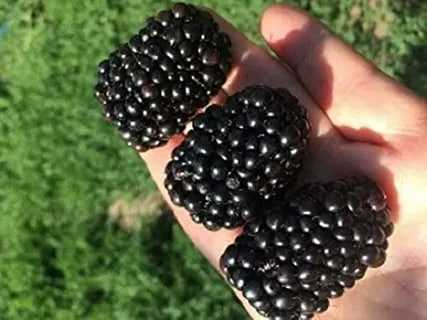 Сортовые Саженцы Ежевики Без Шипов