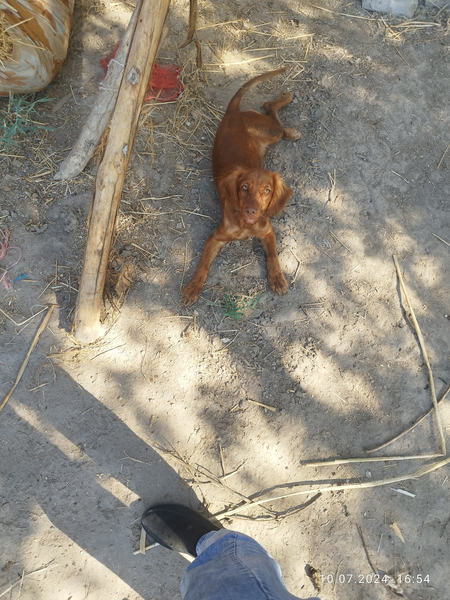 Oxotnik Ruskiy Spaniel