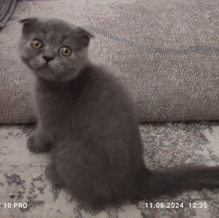 Котята скоттиш фолд 2шт и Скоттиш страйт 1н