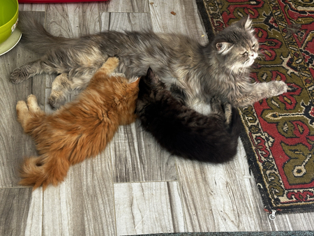 Продаются котята мама перс, папа полуперс. Котятам 1 месяц,