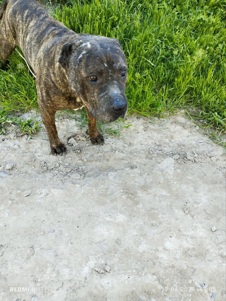 Pit bul emlangan soglom