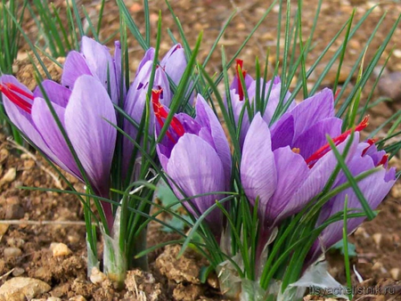 ШАФРАН сотилади, иммунитетни мустахкамлаш учун (Зафарон, SAFFRON)