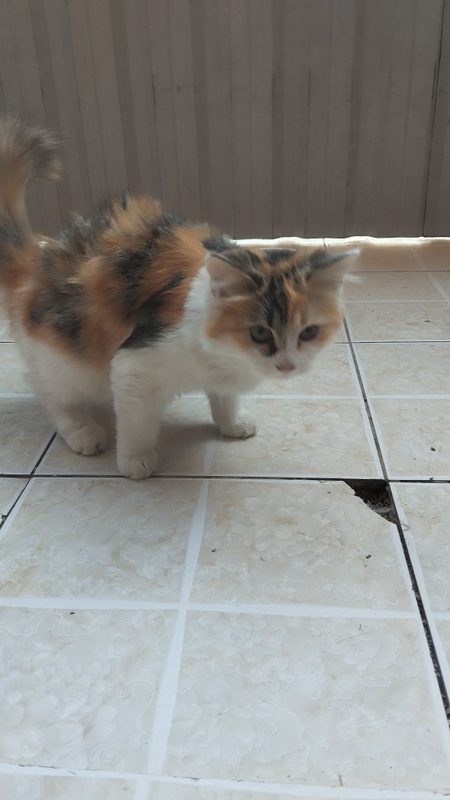 Mushuklar sotiladi jufti bilan